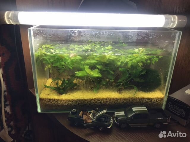 Аквариум с криветками(вишня)