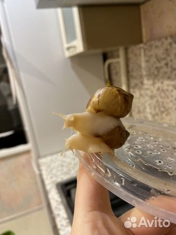 Улитки в добрые руки