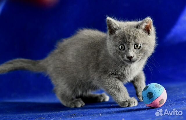 Котята - метисы русской голубой (2 месяца)