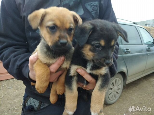 Маленькие карапузы ищут дом