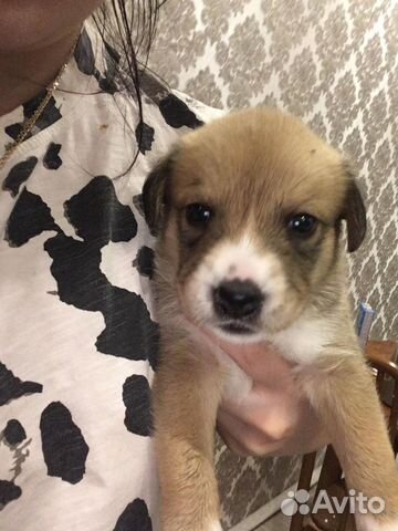 Щенки в добрые руки