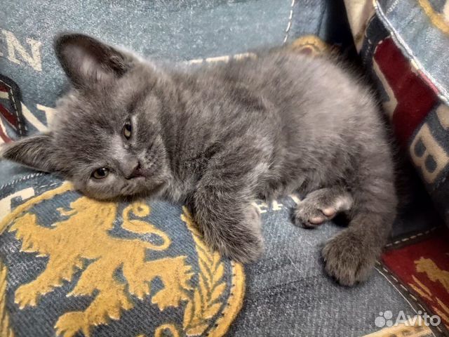 Шотландский котёнок