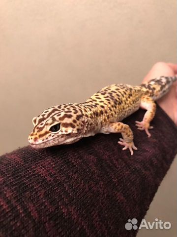 Ящерица Эублефар