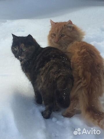 Кошка