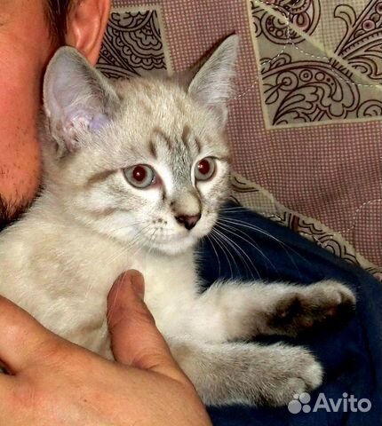 Котёнок Сибирской кошки
