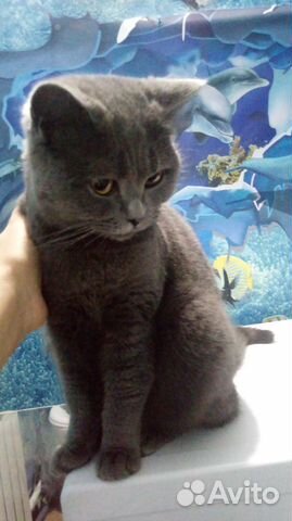 Британская кошечка