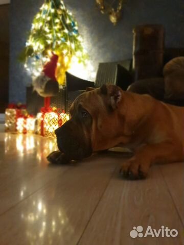 Красатун Рич в поисках семьи