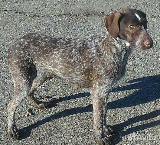 Курцхаар найден