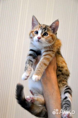 Трехцветный котенок Алиса в дар 3 мес