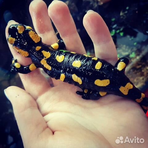 Огненная саламандра