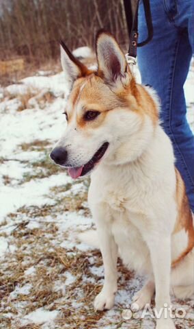 Метис лайки ищет дом самая компанейская собака