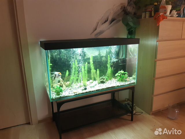 Аквариум 200 л + тумба и все остальное