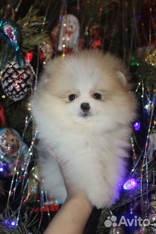 Померанский шпиц новогодний мальчик)