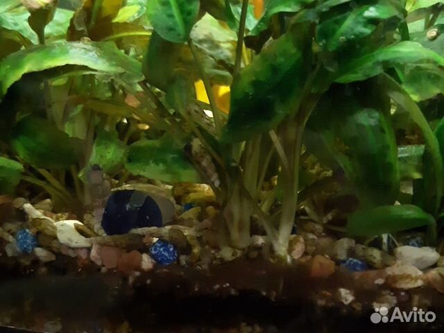 Меняю улиток меланий и криптокарину на ампулярии и