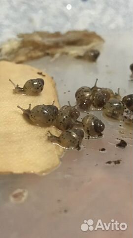 Улитки Ахетины