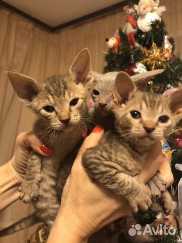 Котята канадского сфинкса (велюровые)