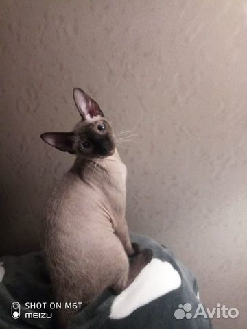 Кошечка сфинкс браш