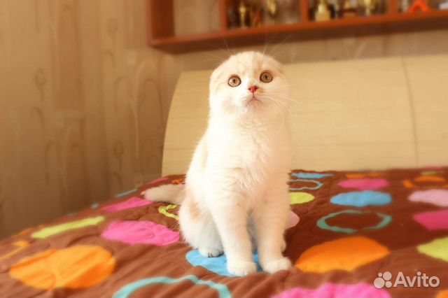 Шотландский вислоухий