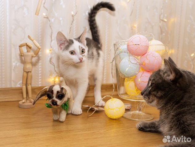 Котёнок шилопопик