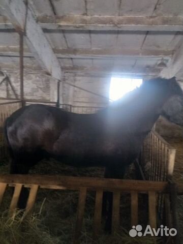 Русский верховой конь