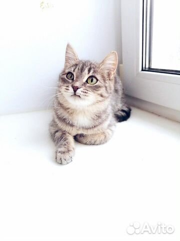 Котятки 4 месяца