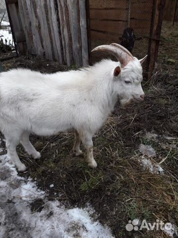 Продается козлик
