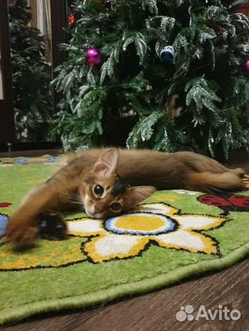 Котик Сомали