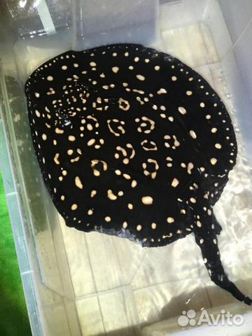 Скат леопольди взрослый самец 3 года