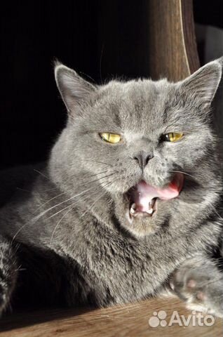 Британец на случку