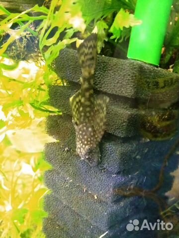 Сомик Анциструс от редких родителей