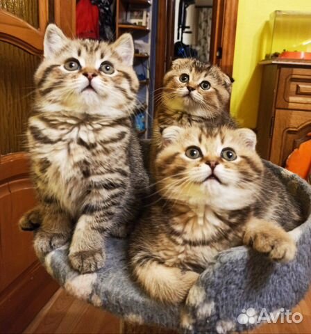 Шотландские котята