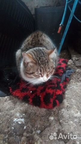 Молодой кот