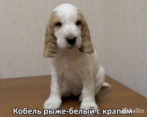 Щенки Руского охотничьего спаниеля с родословной