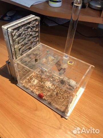 Муравьи с домиком