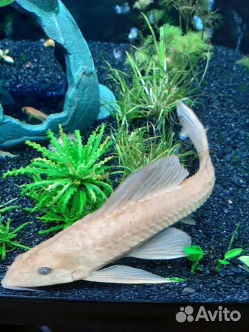 Анциструс плекостомус золотой