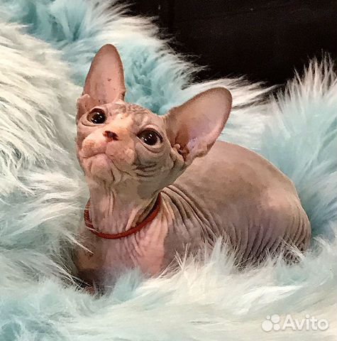 Замурррчательное счастье в дом