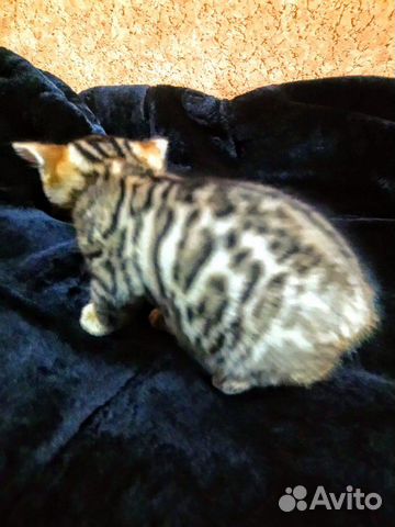 Мальчик бенгальчик