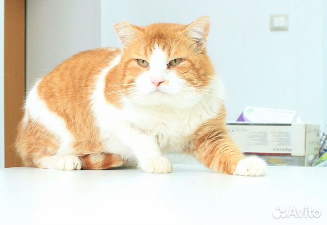 Кот Шурик