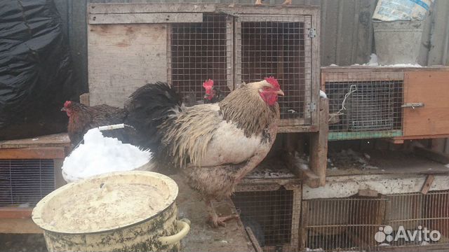 Петушки домашние