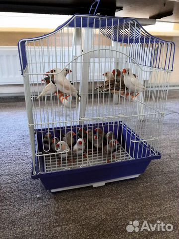 Амадины