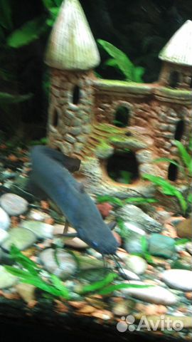 Сом мешкокожаберный