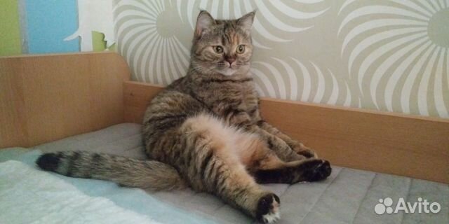 Милая кошечка