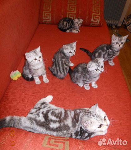Котята шотландские scottish straight