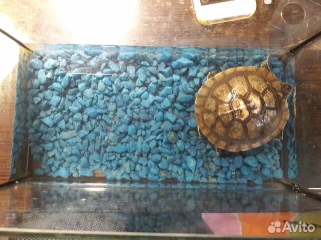 Дарю красноухаю черепаху