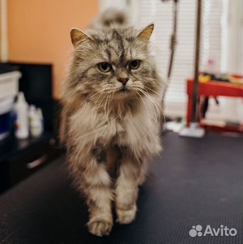 Отдам шикарную кошку