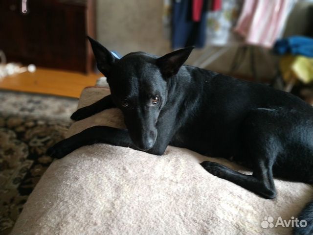 Благородные дворяне