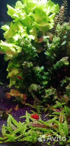 Прополка на обмен