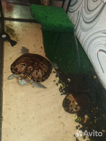 Две красноухие черепашки + террариумы 90 и 40л