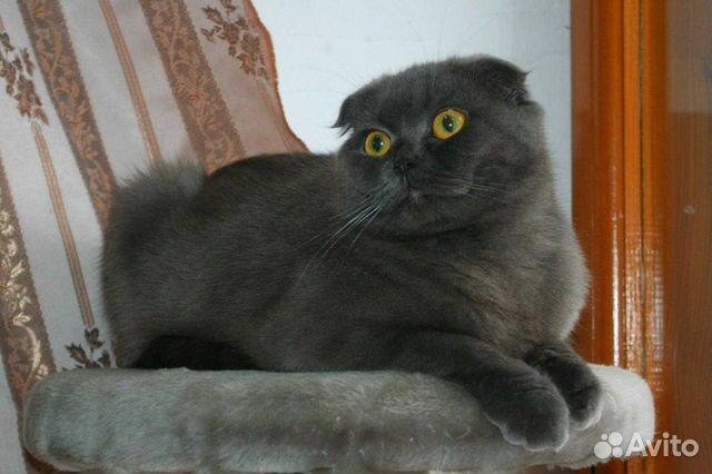 Шотландская