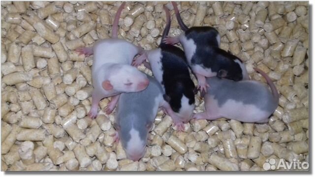 Крысята Дамбо Хаски